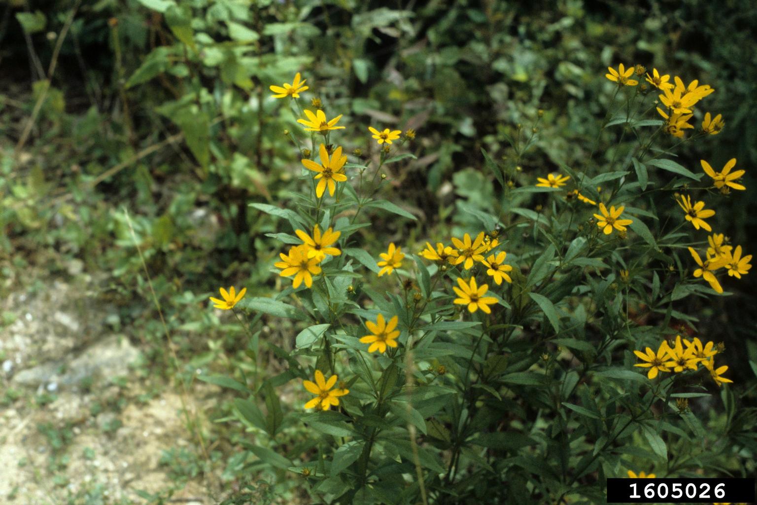 sunflower (Genus Helianthus L.)