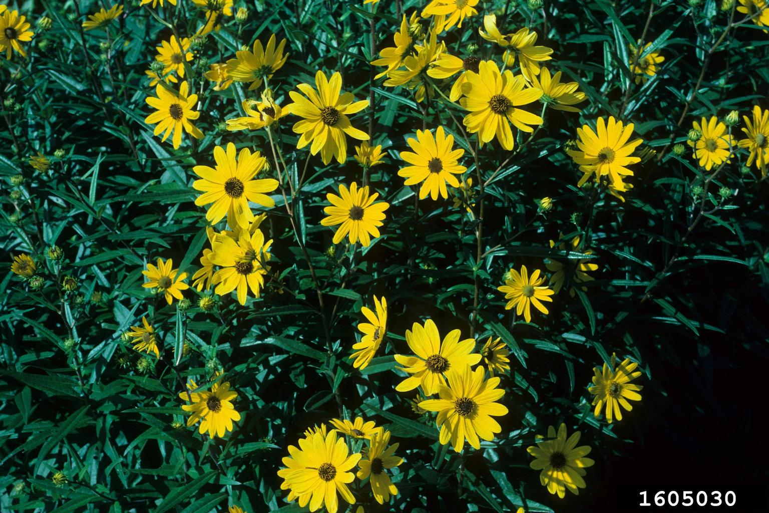 Maximilian sunflower (Helianthus maximiliani Schrad.)