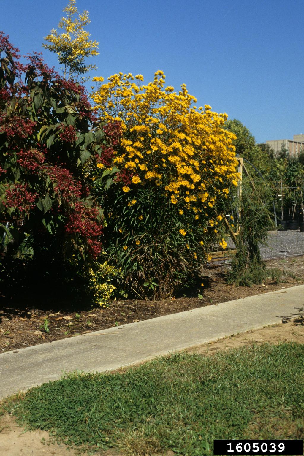 muck sunflower (Helianthus simulans E.E. Watson)