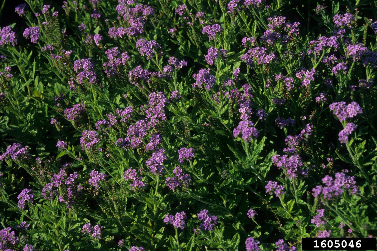 clasping heliotrope (Heliotropium amplexicaule L.)