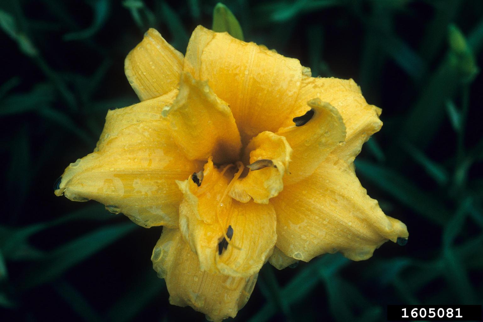 daylily, Hemerocallis spp. (Liliales: Liliaceae) - 1605081