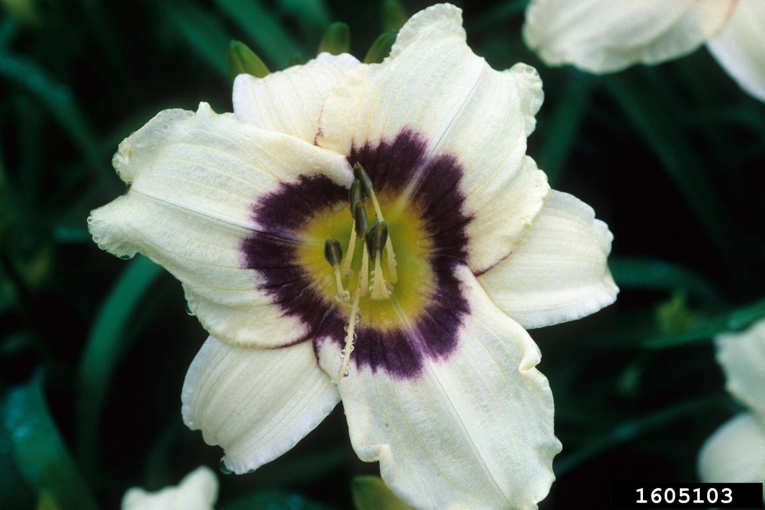 daylily, Hemerocallis spp. (Liliales: Liliaceae) - 1605103