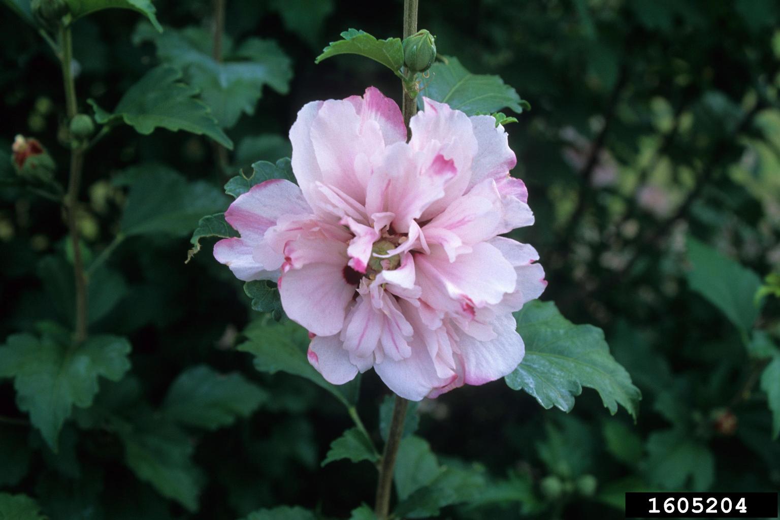 rose of Sharon (Hibiscus syriacus L.)