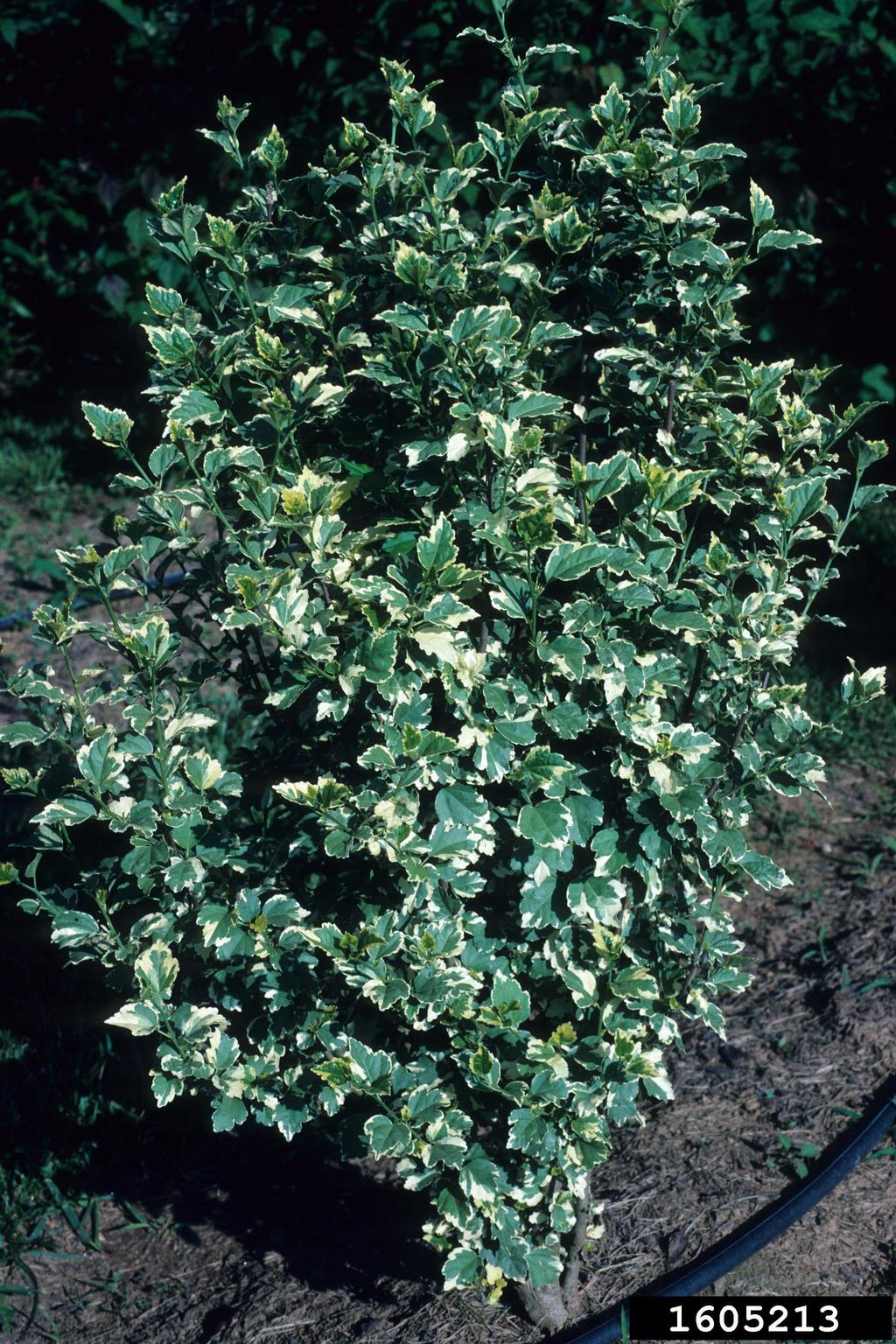 rose of Sharon (Hibiscus syriacus L.)