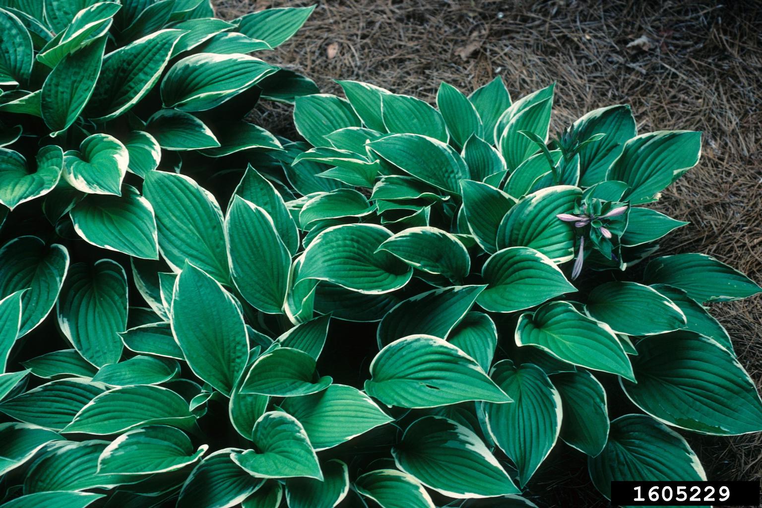hosta (Genus Hosta Tratt.)