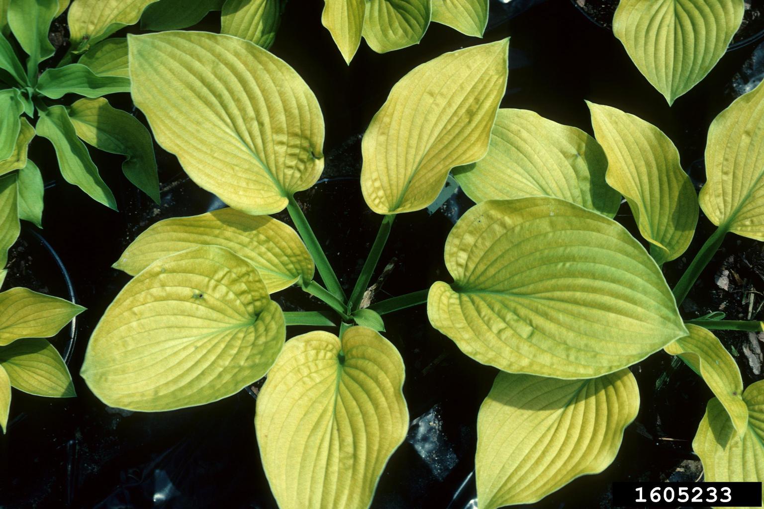 hosta (Genus Hosta)