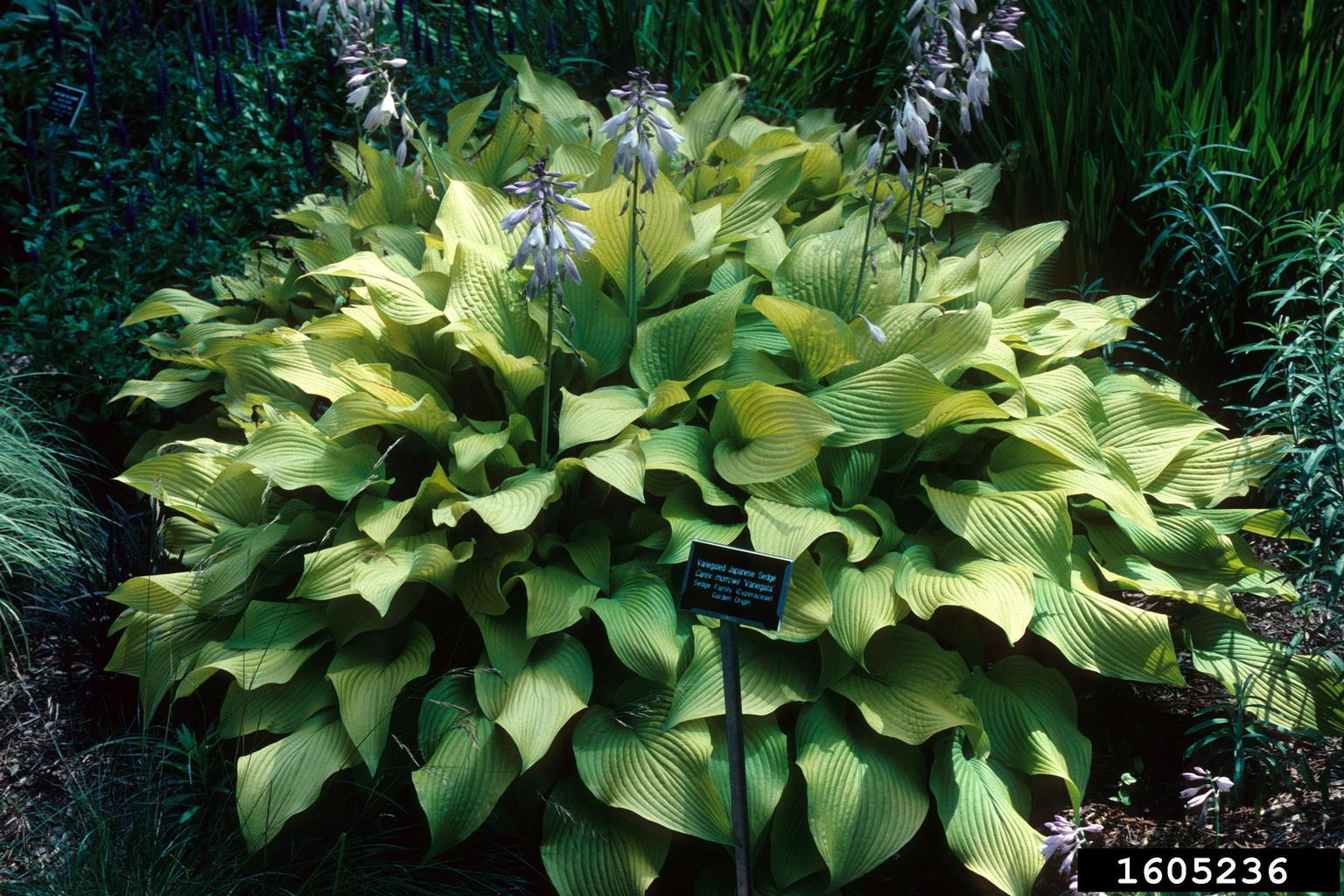 hosta (Genus Hosta)