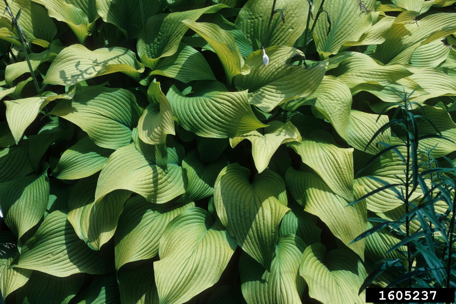 hosta (Genus Hosta)