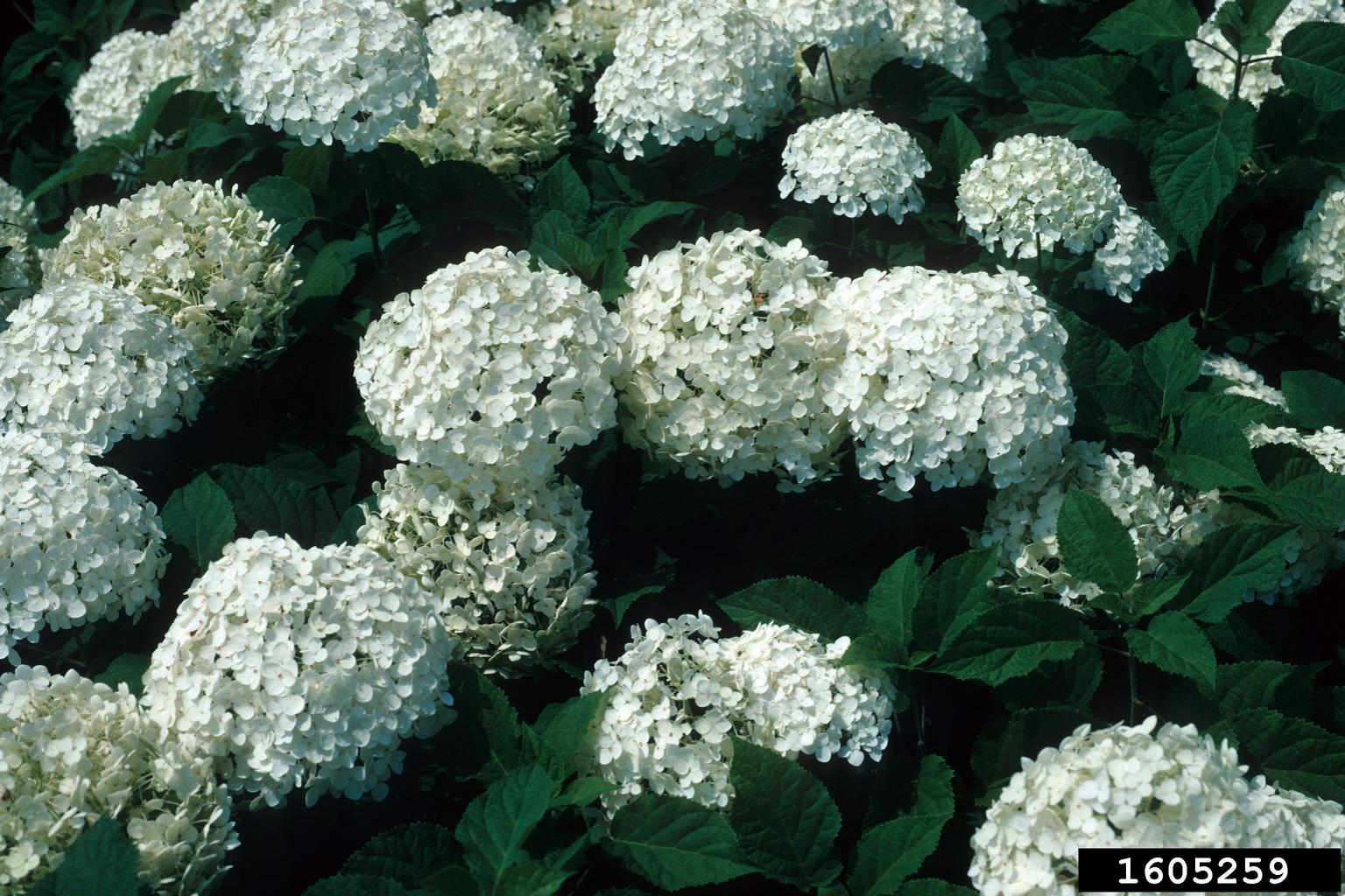 wild hydrangea (Hydrangea arborescens)
