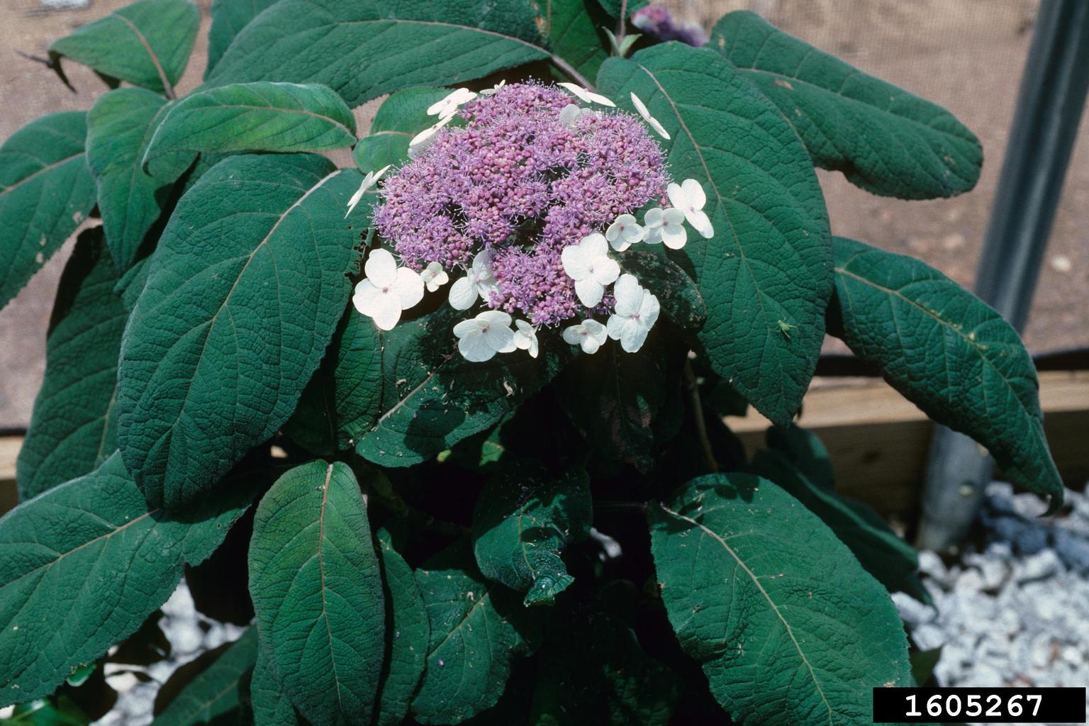 rough-leaf hydrangea (Hydrangea aspera Buch.- Ham. ex D. Don)