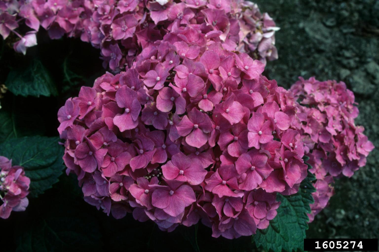 bigleaf hydrangea (Hydrangea macrophylla)