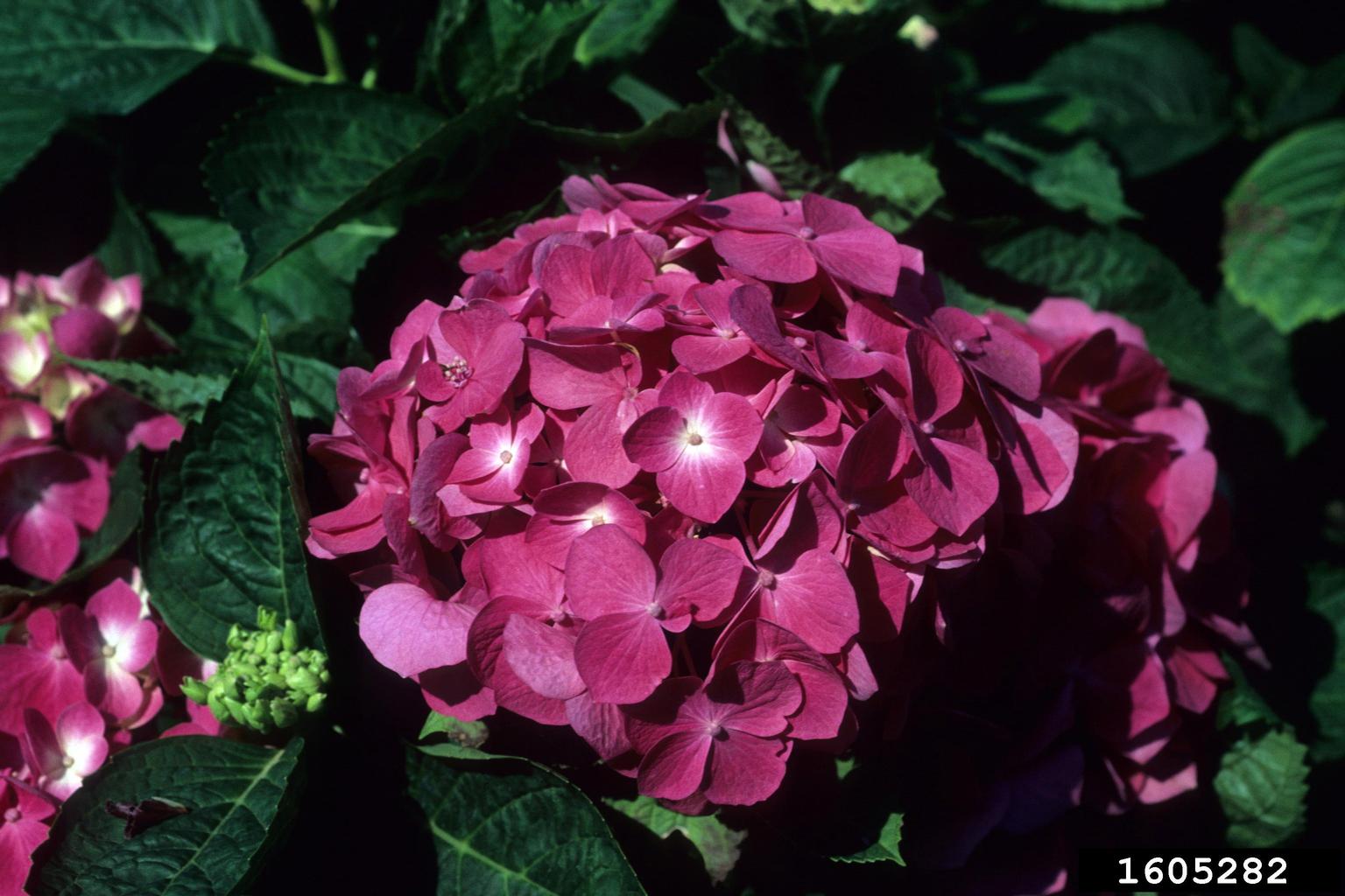 bigleaf hydrangea (Hydrangea macrophylla)