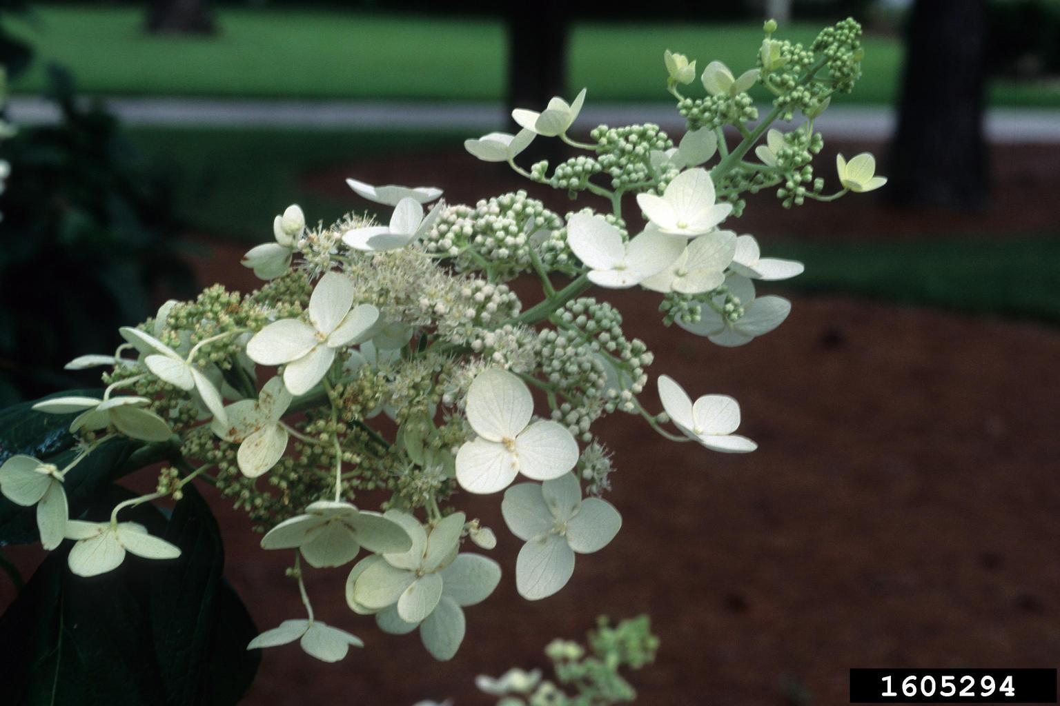 panicled hydrangea (Hydrangea paniculata)