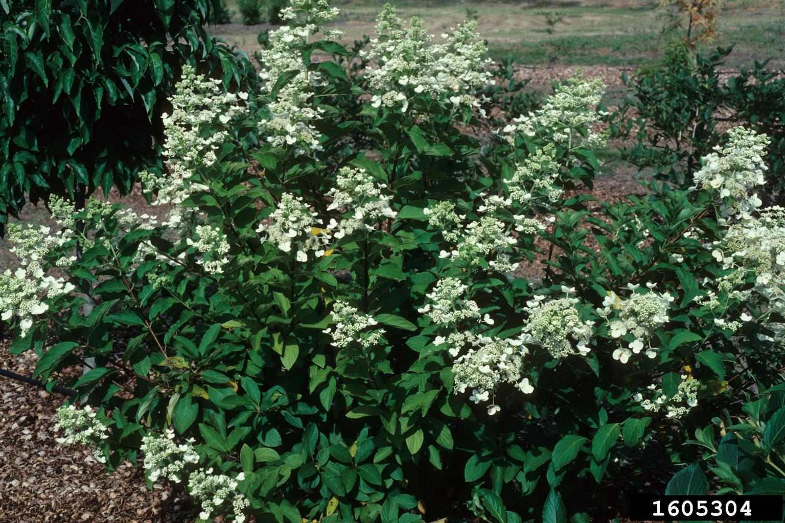 panicled hydrangea (Hydrangea paniculata)
