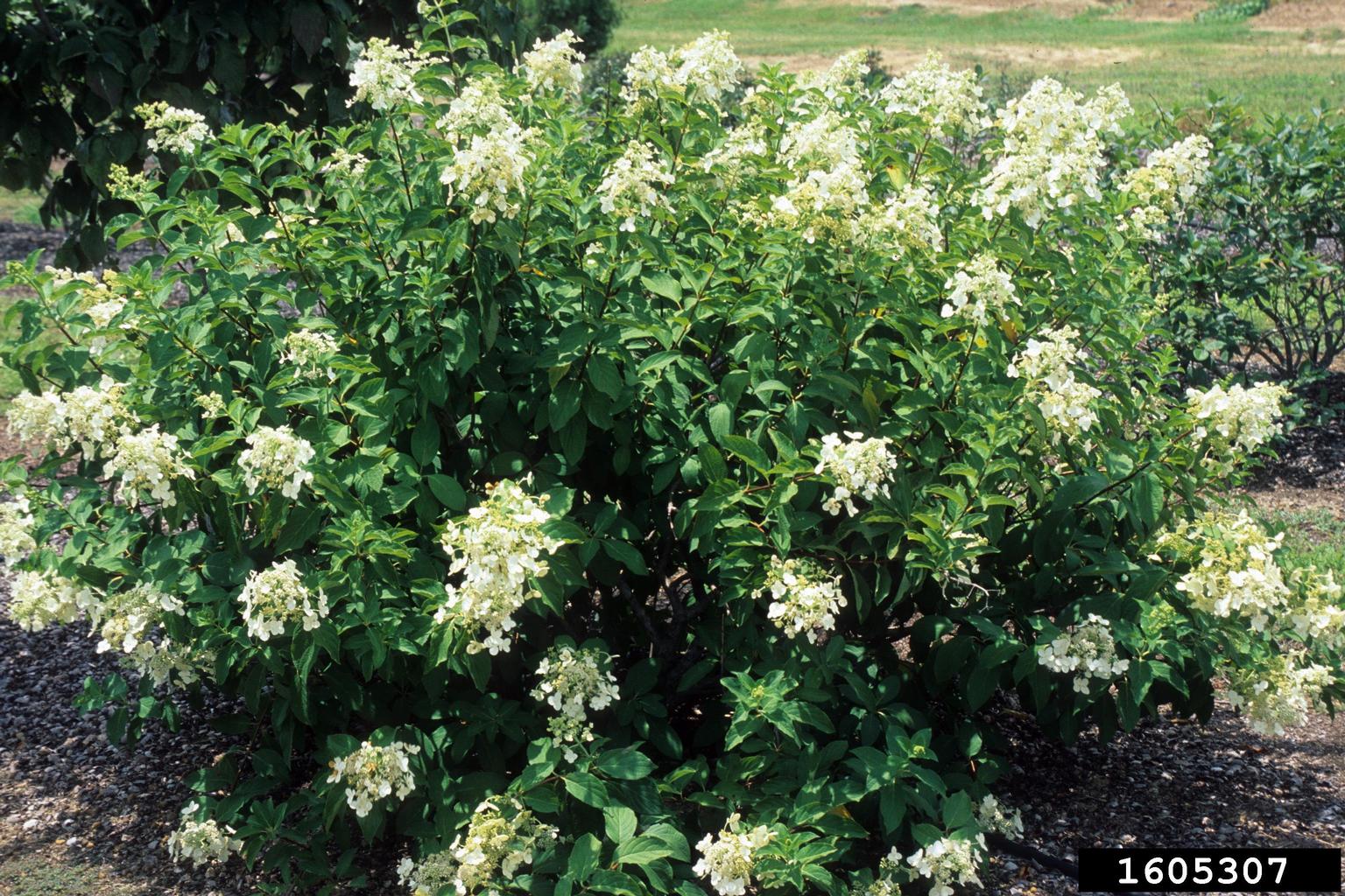 panicled hydrangea (Hydrangea paniculata)