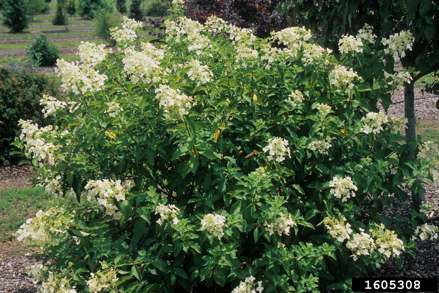 panicled hydrangea (Hydrangea paniculata Sieb.)