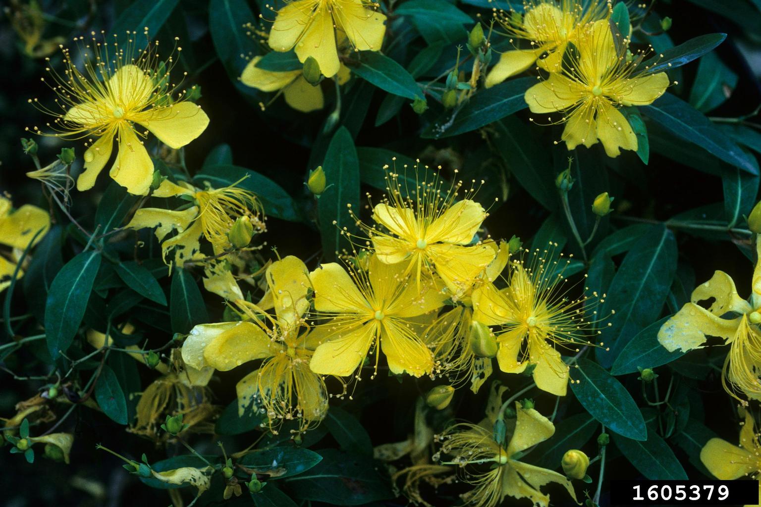St. Johnswort (Genus Hypericum)