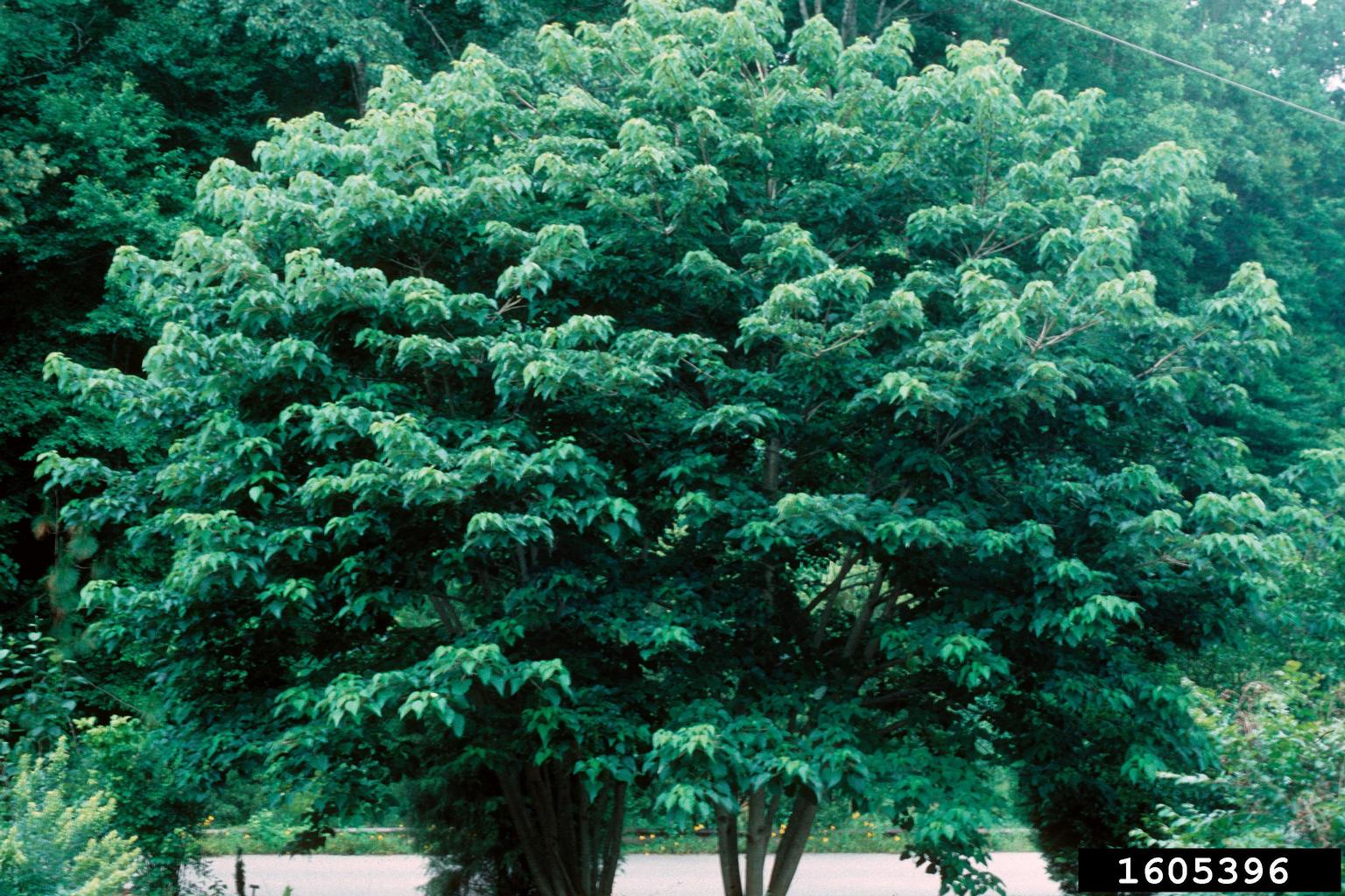 igiri tree (Idesia polycarpa Maxim.)