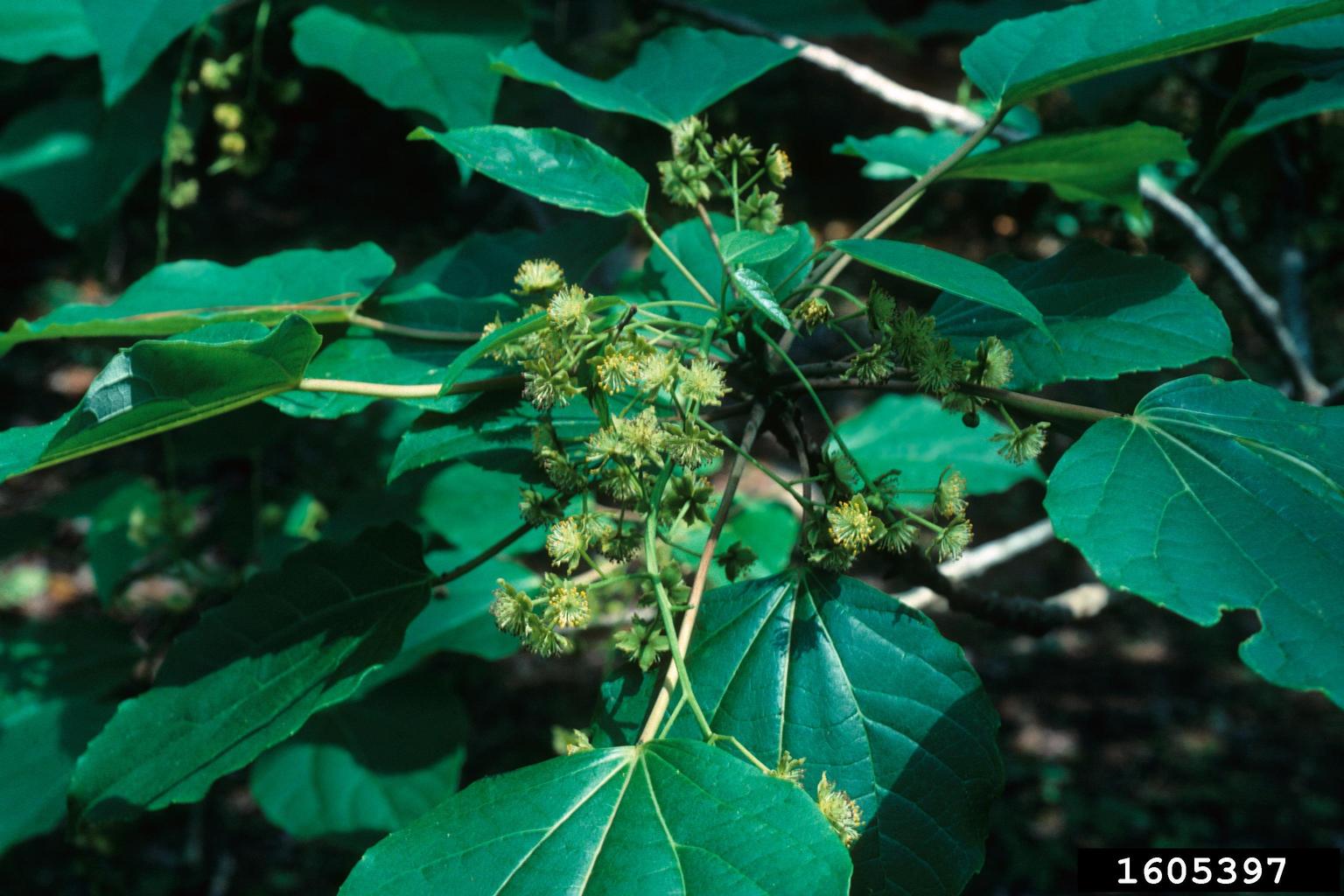 igiri tree, Idesia polycarpa (Salicales: Salicaceae) - 1605397