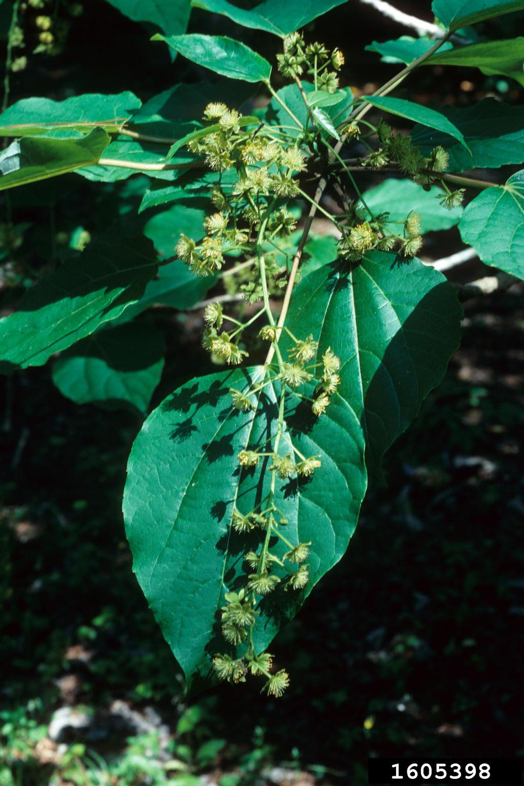 igiri tree (Idesia polycarpa)