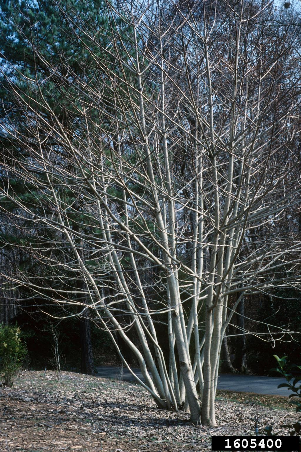 igiri tree (Idesia polycarpa Maxim.)