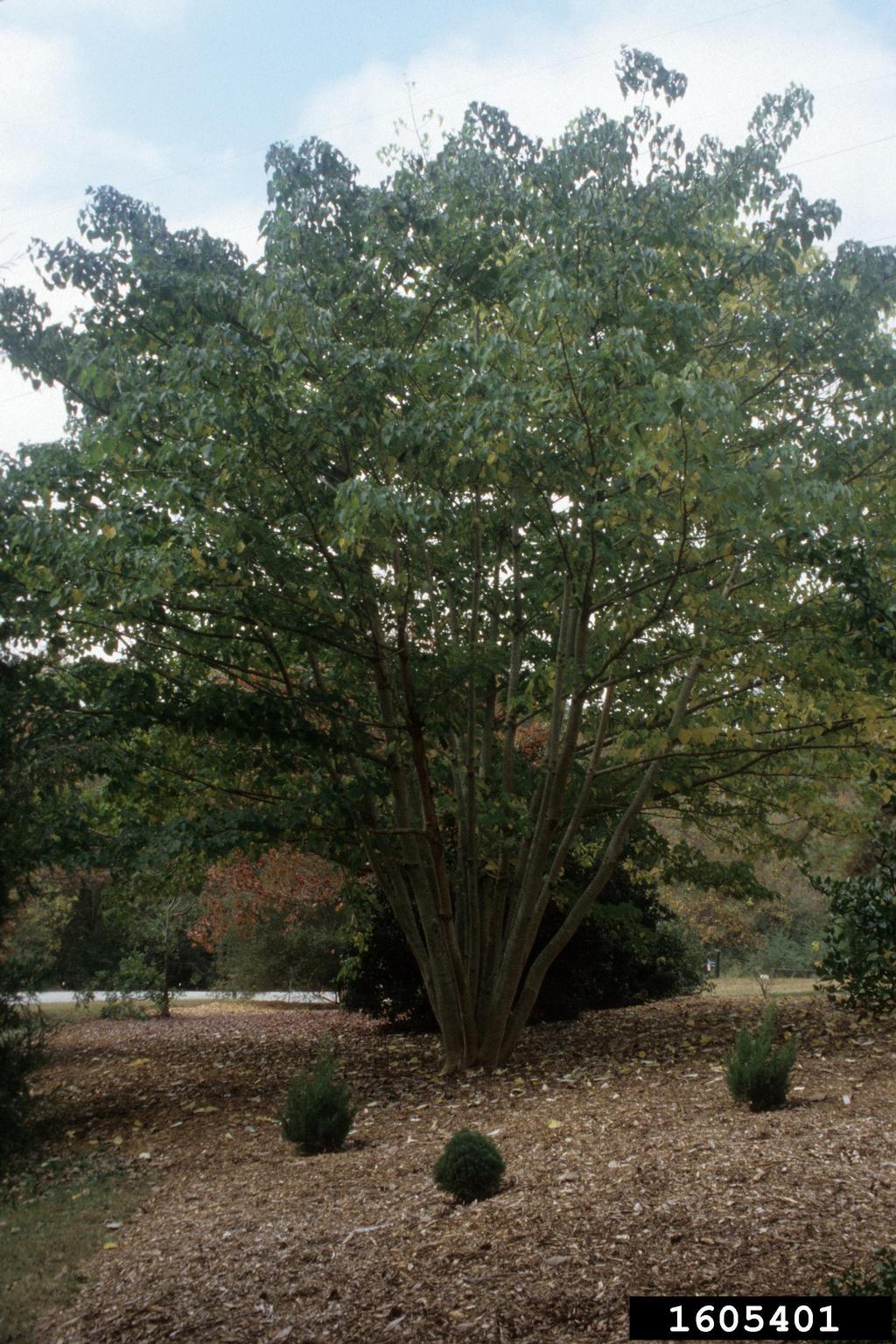 igiri tree (Idesia polycarpa Maxim.)