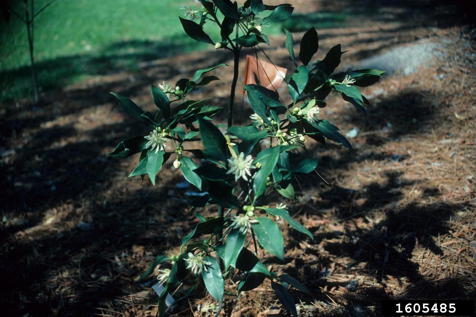 Florida anisetree, Illicium floridanum (Illiciales: Illiciaceae) - 1605485