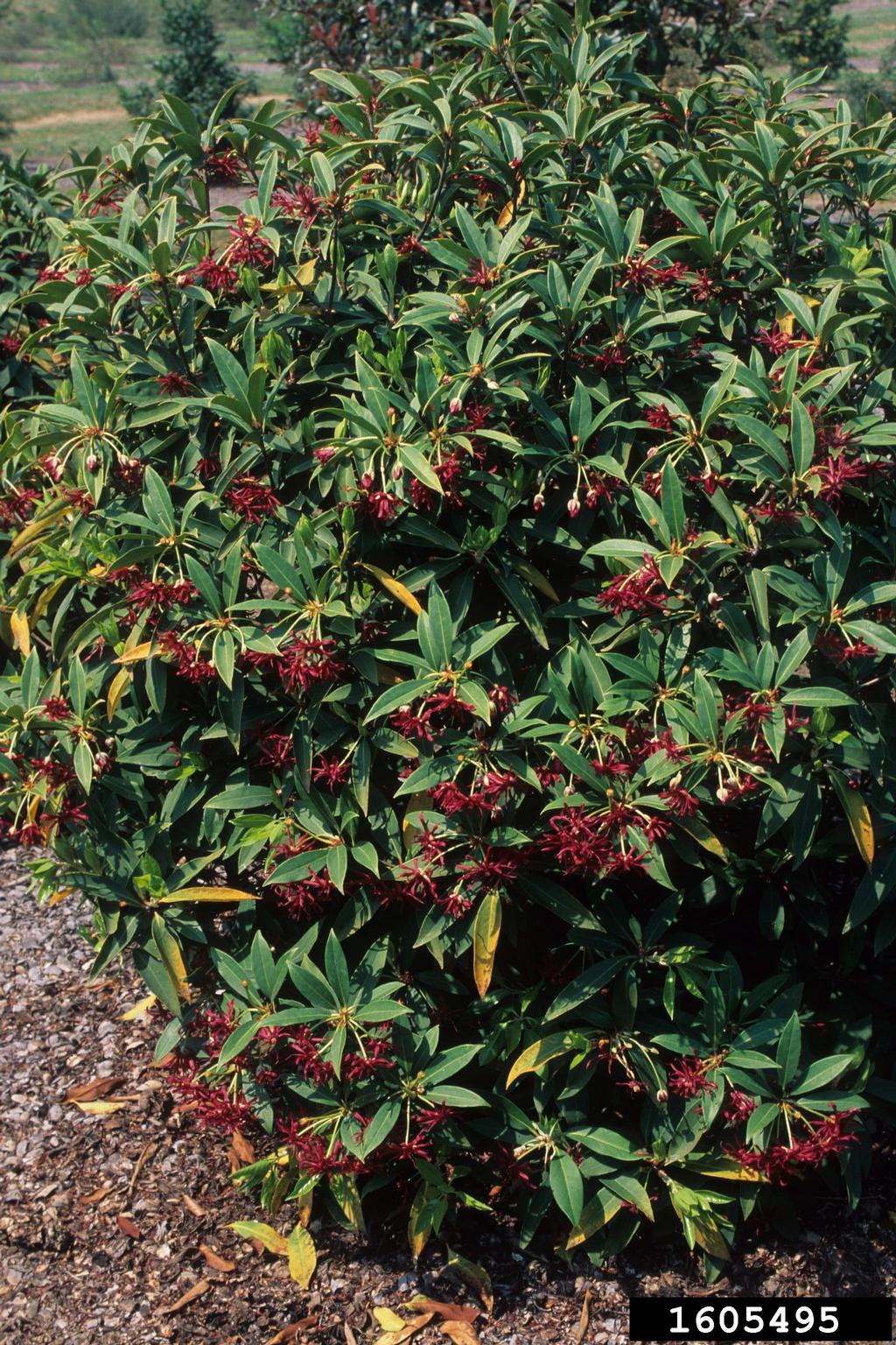 Florida anisetree, Illicium floridanum (Illiciales: Illiciaceae) - 1605495