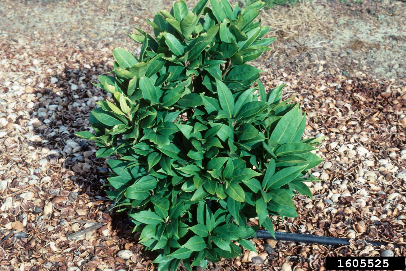 Florida anisetree (Illicium floridanum)