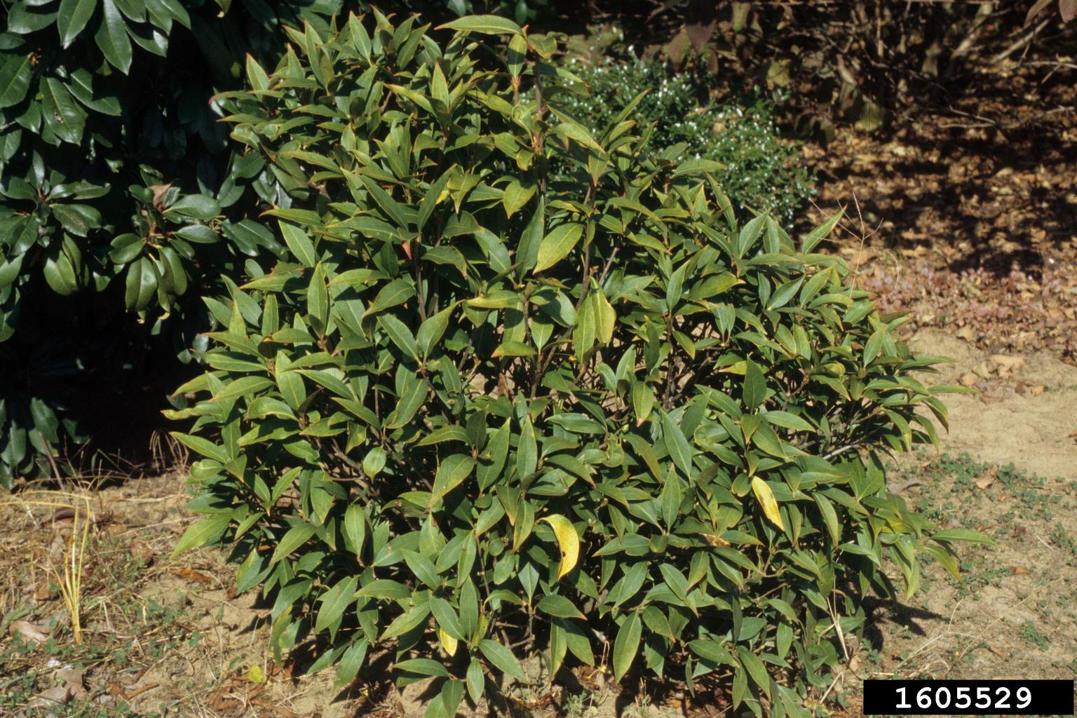 Florida anisetree (Illicium floridanum)