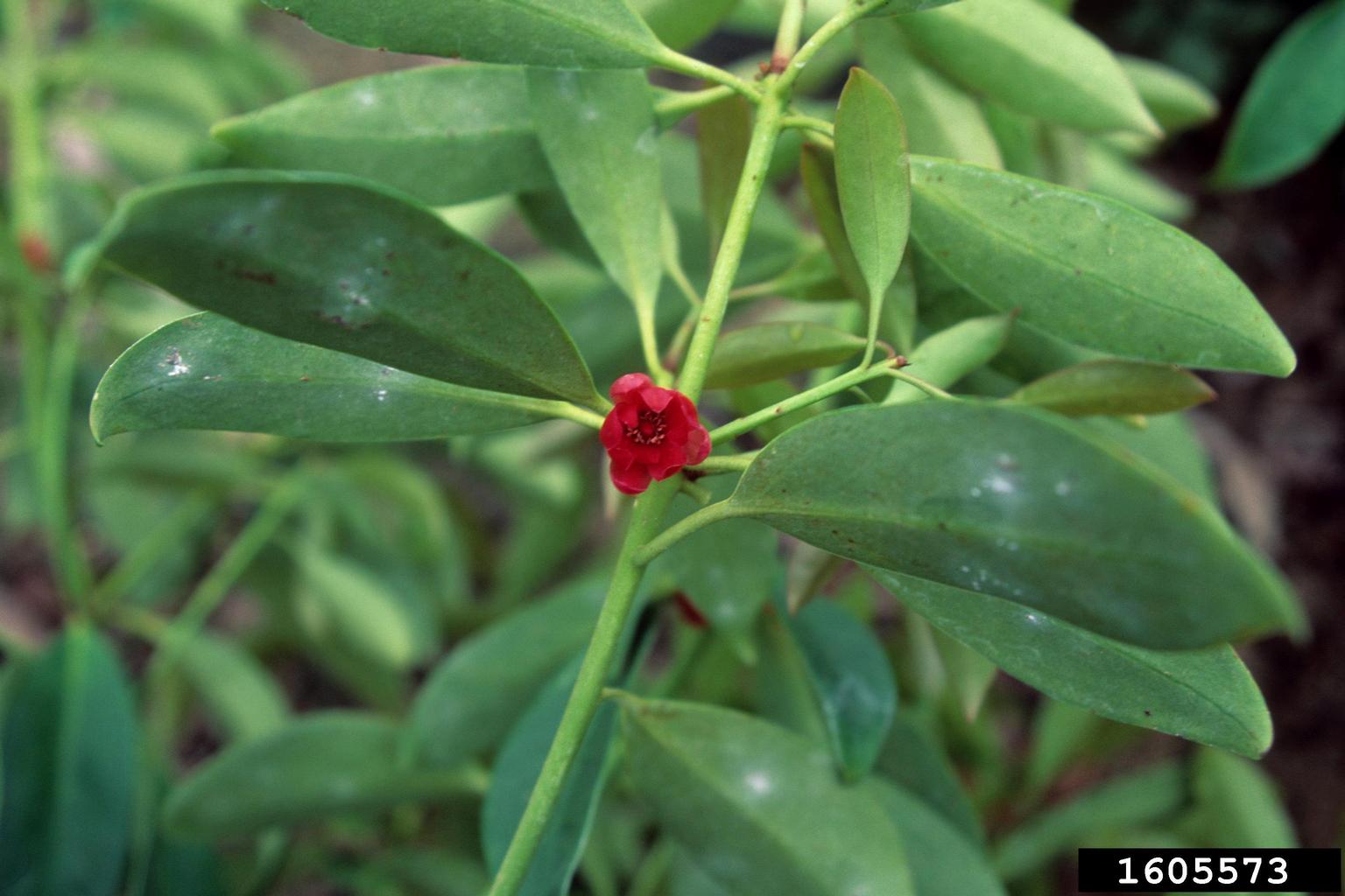 Henry anise tree (Illicium henryi)