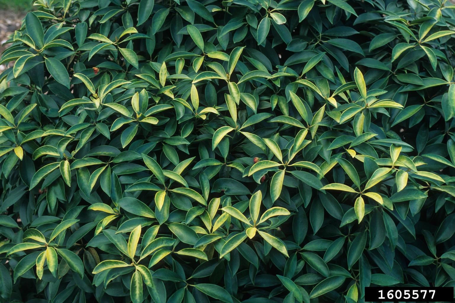 Henry anise tree (Illicium henryi)