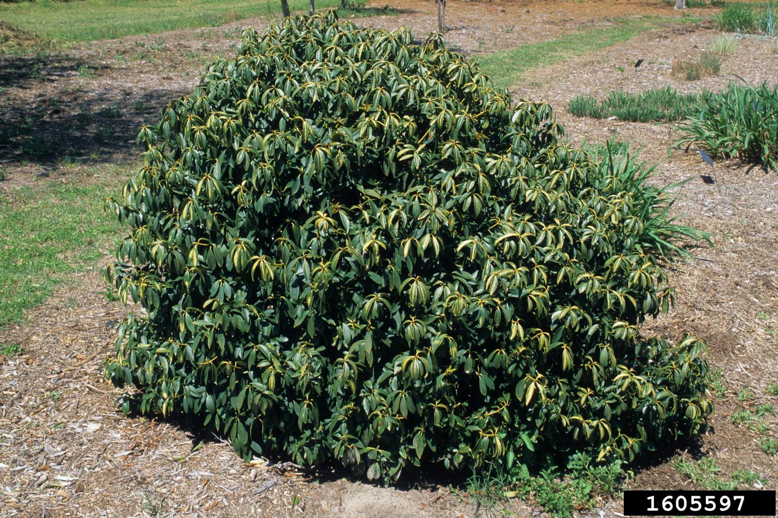 Henry anise tree (Illicium henryi)