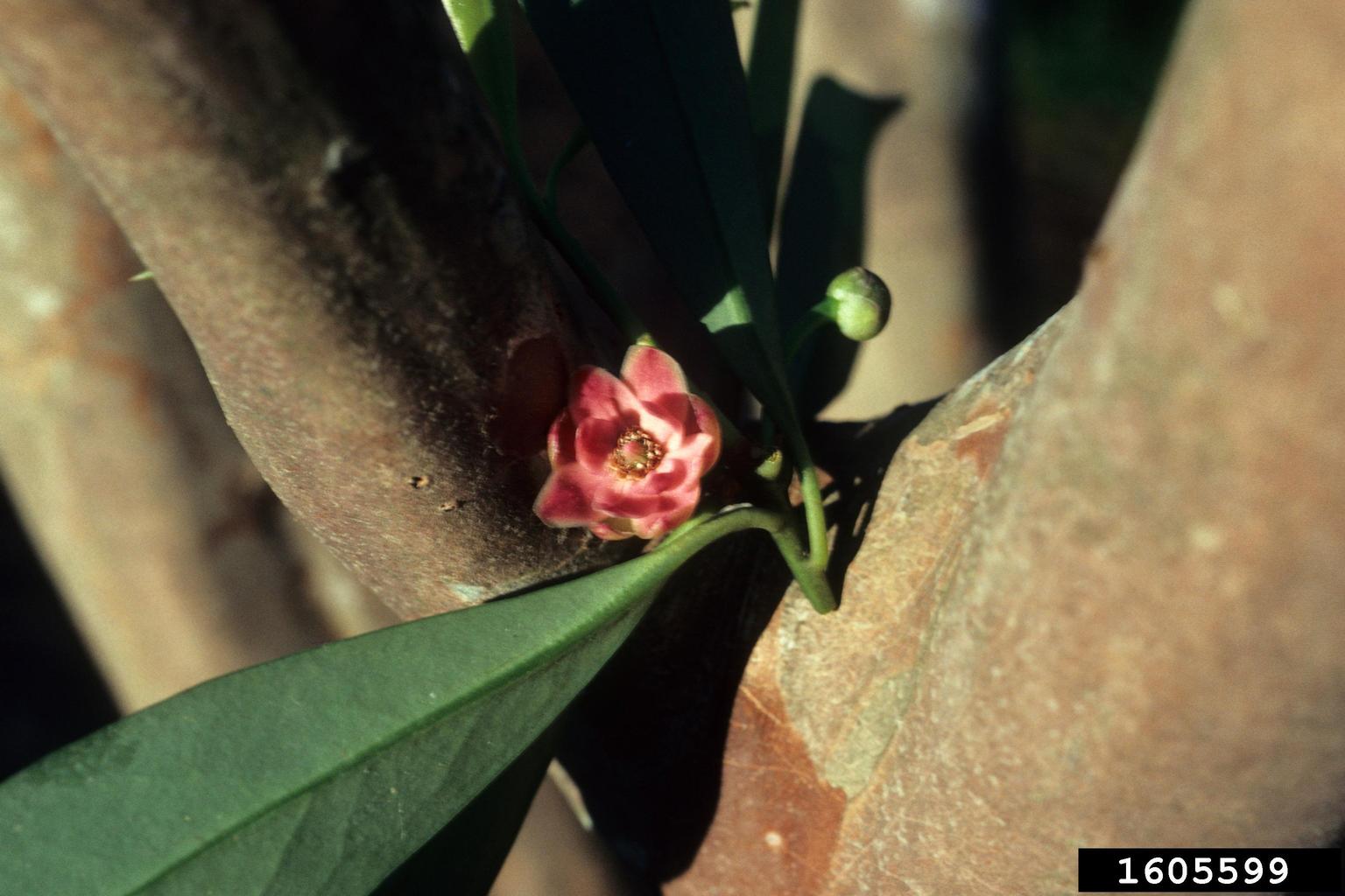 mexican anise tree (Illicium lanceolatum A.C. Sm.)