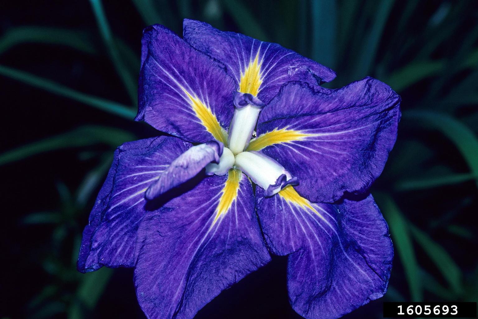 iris (Genus Iris L.)
