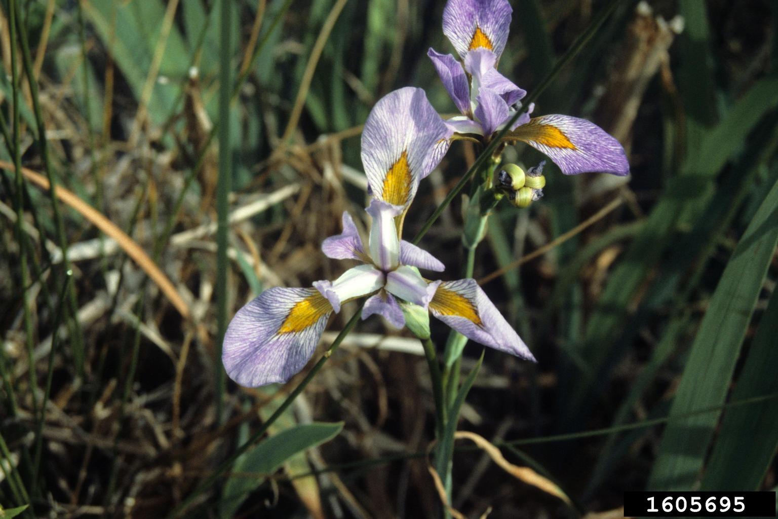 iris (Genus Iris L.)
