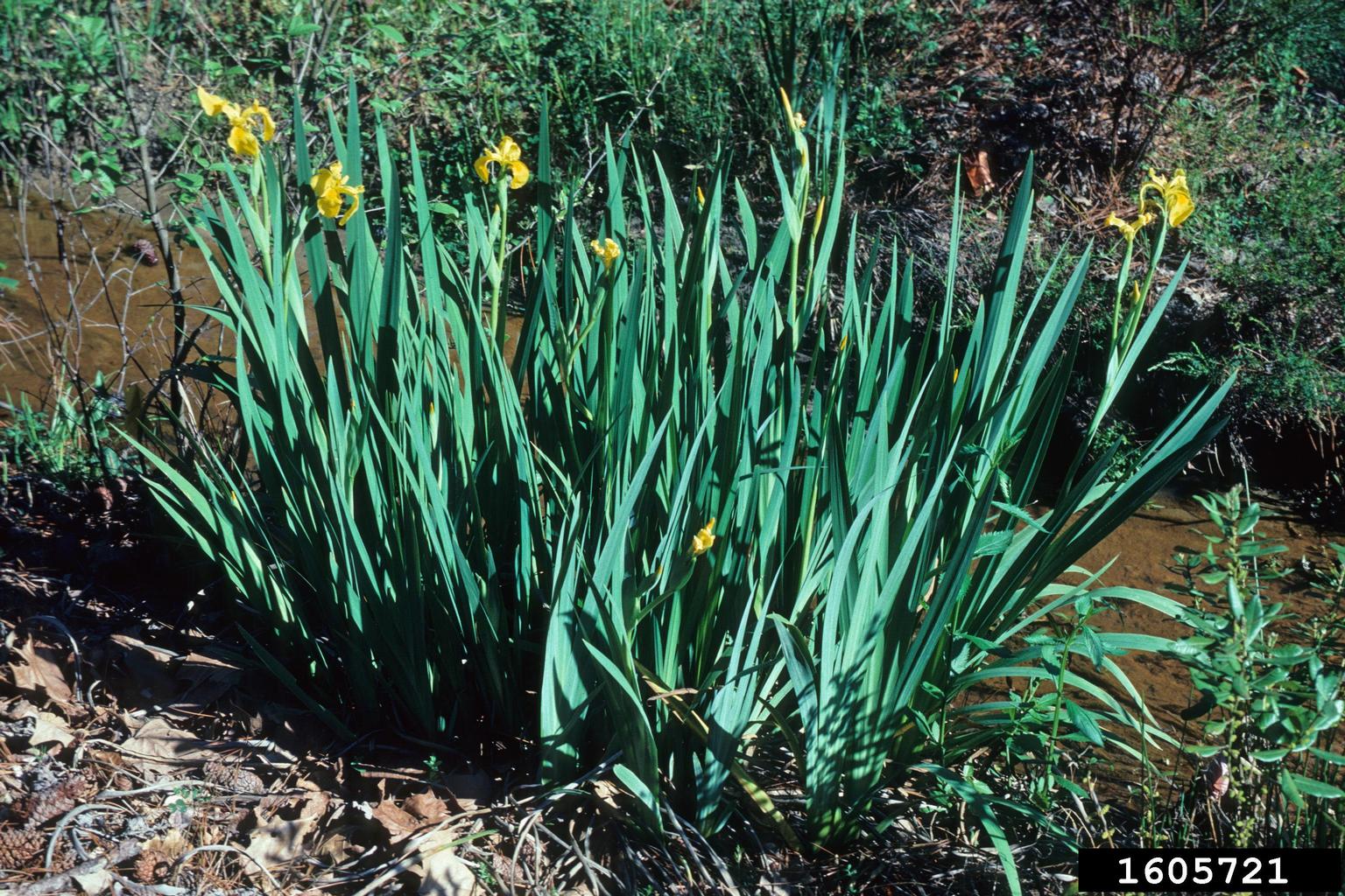 pale yellow iris, yellow flag iris (Iris pseudacorus L.)