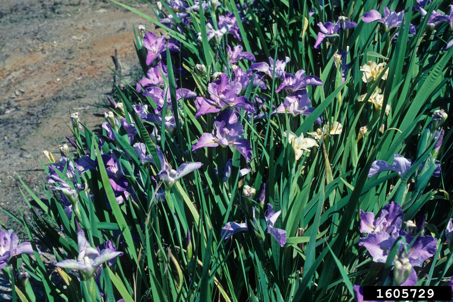iris (Genus Iris L.)