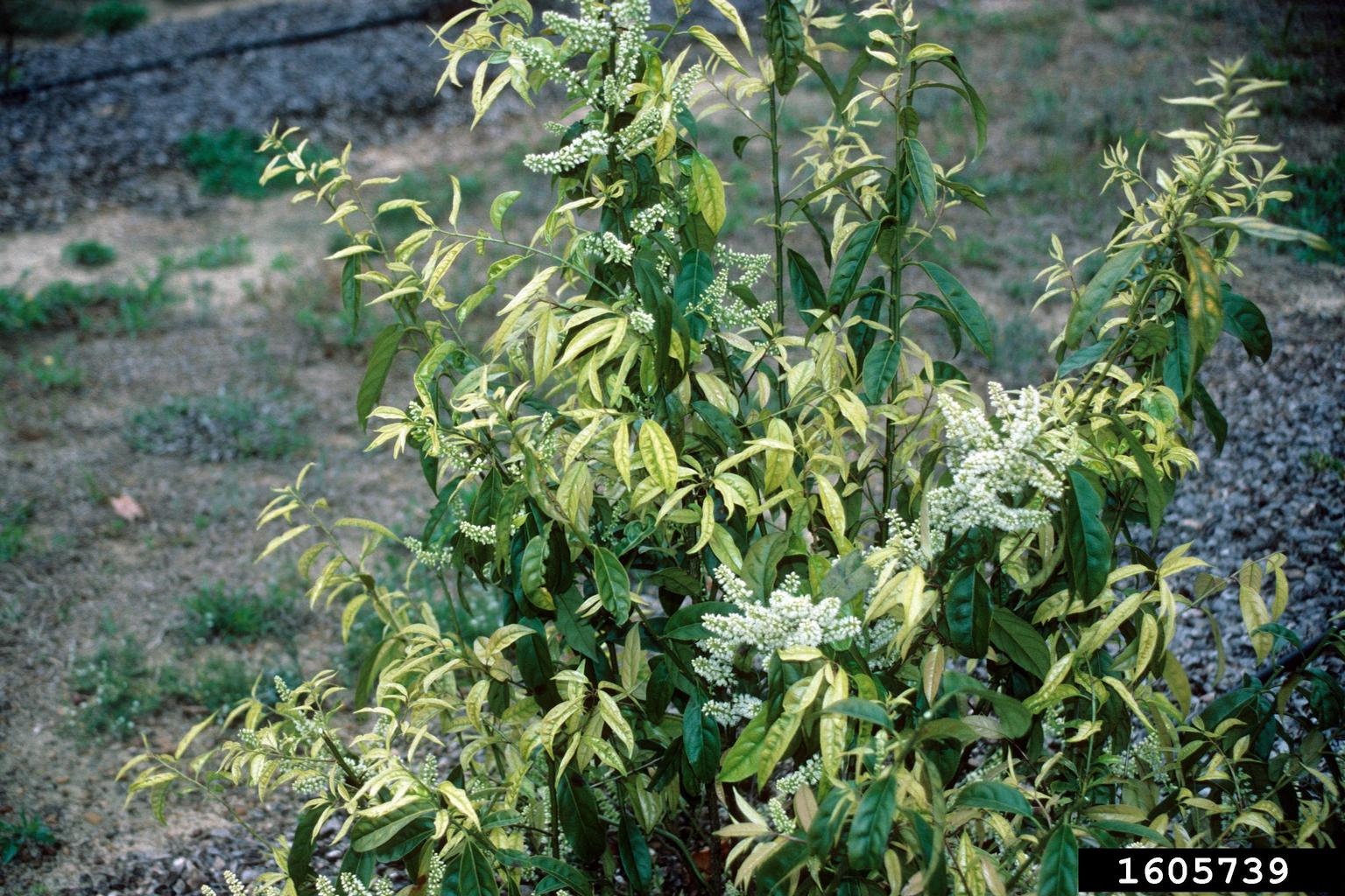 chinese sweetspire (Itea chinensis Hook. & Arn.)
