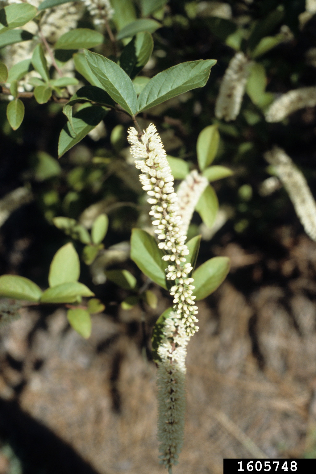 Virginia sweetspire (Itea virginica L.)