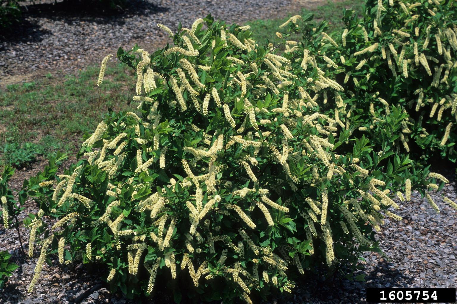 Virginia sweetspire (Itea virginica)