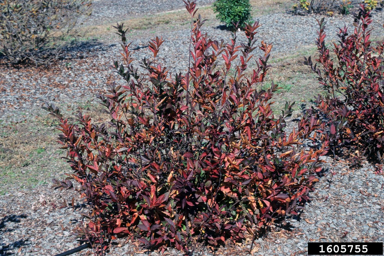 Virginia sweetspire (Itea virginica)