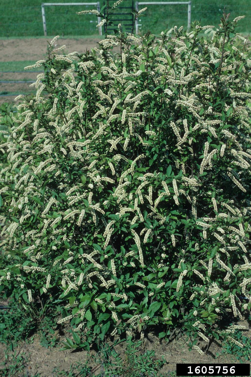 Virginia sweetspire (Itea virginica L.)