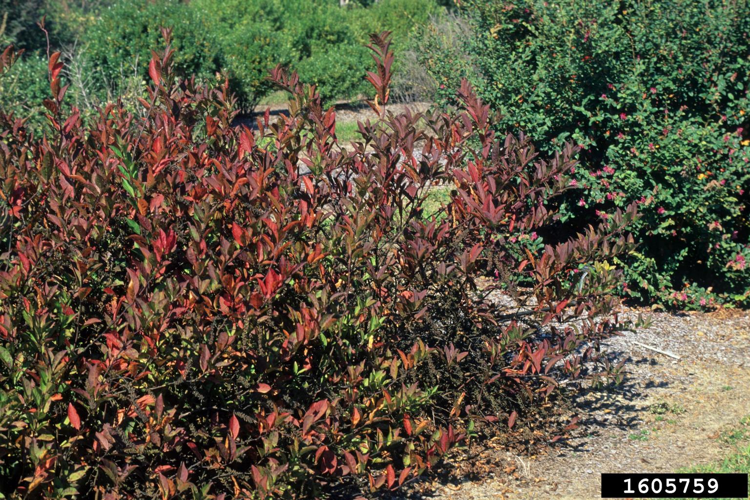 Virginia sweetspire (Itea virginica L.)