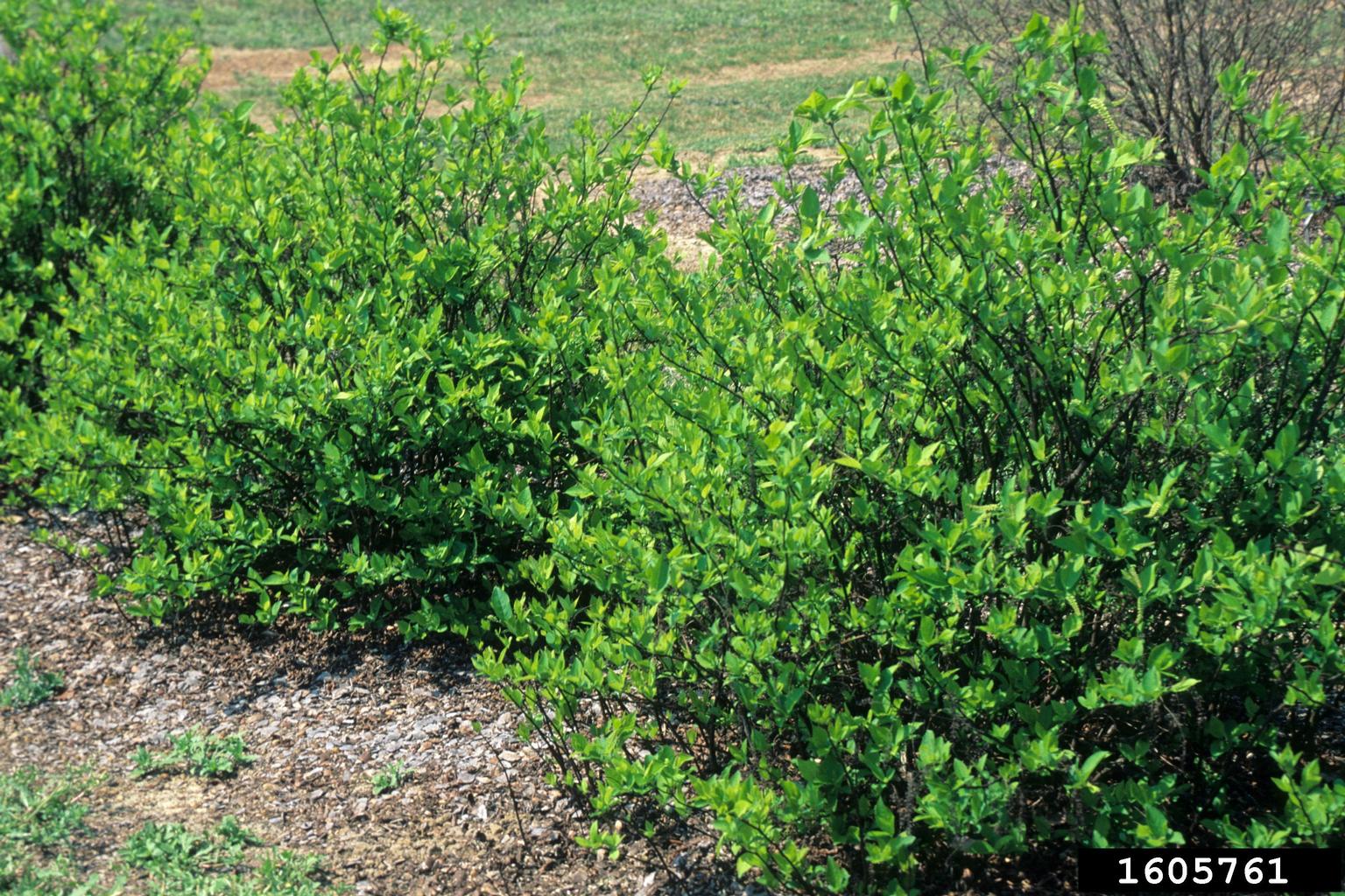 Virginia sweetspire (Itea virginica)