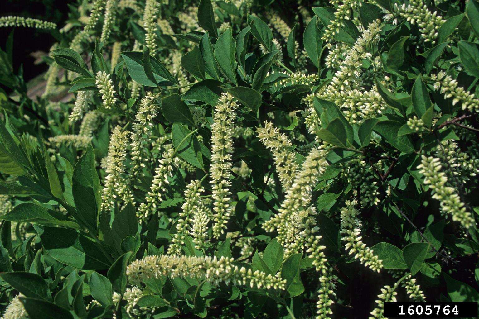 Virginia sweetspire (Itea virginica)