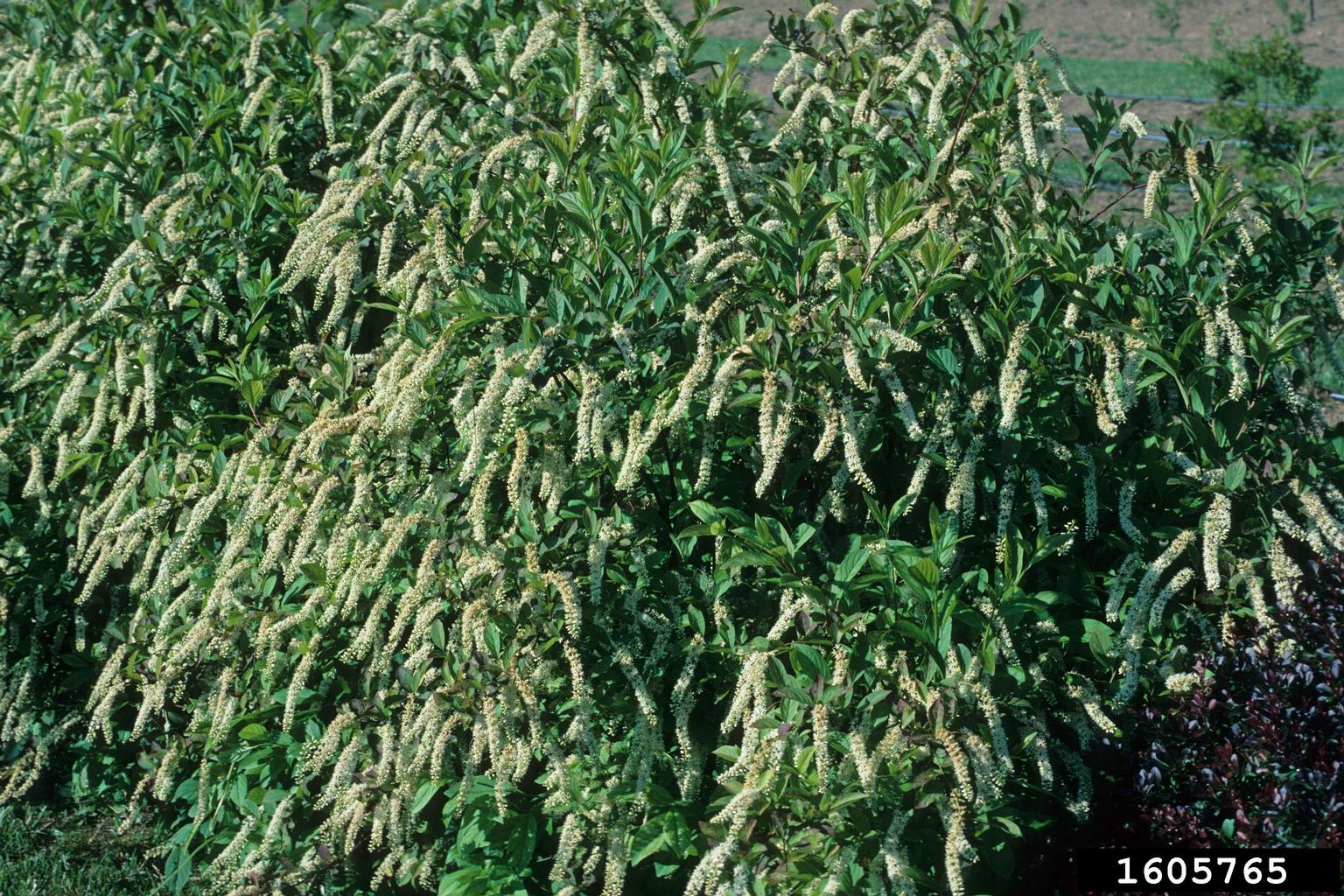 Virginia sweetspire (Itea virginica L.)