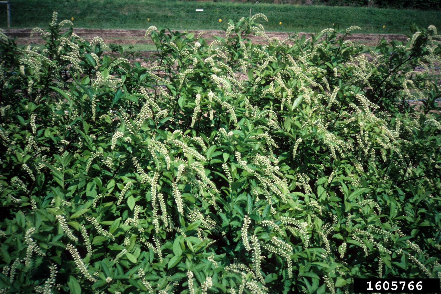 Virginia sweetspire (Itea virginica L.)