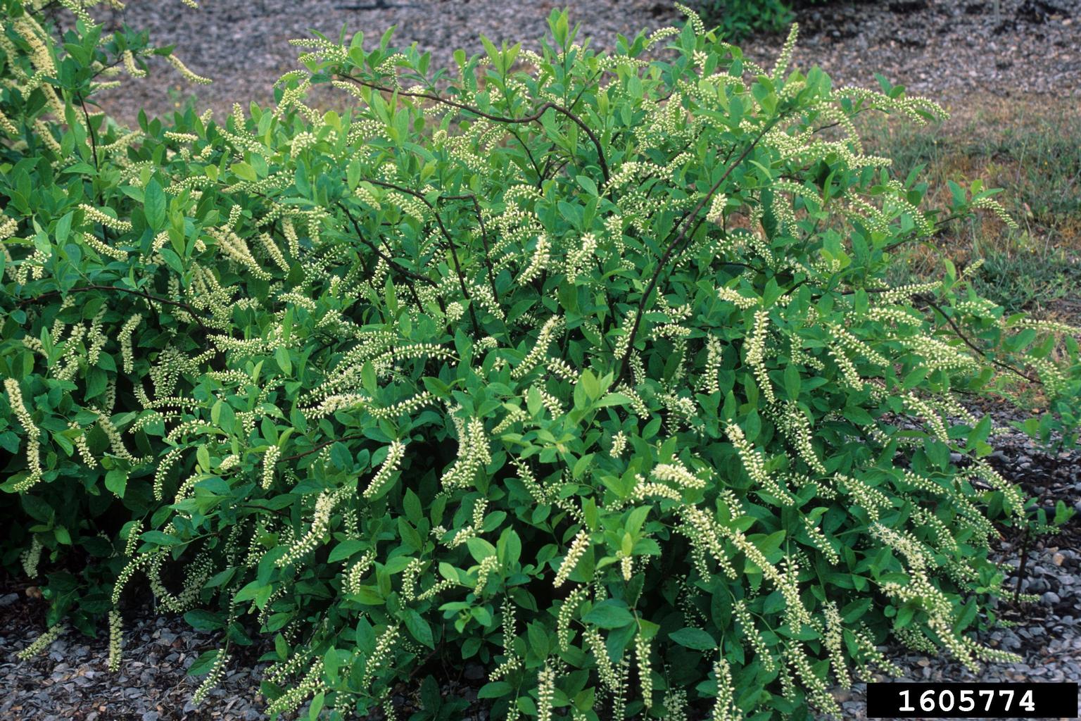 Virginia sweetspire (Itea virginica)