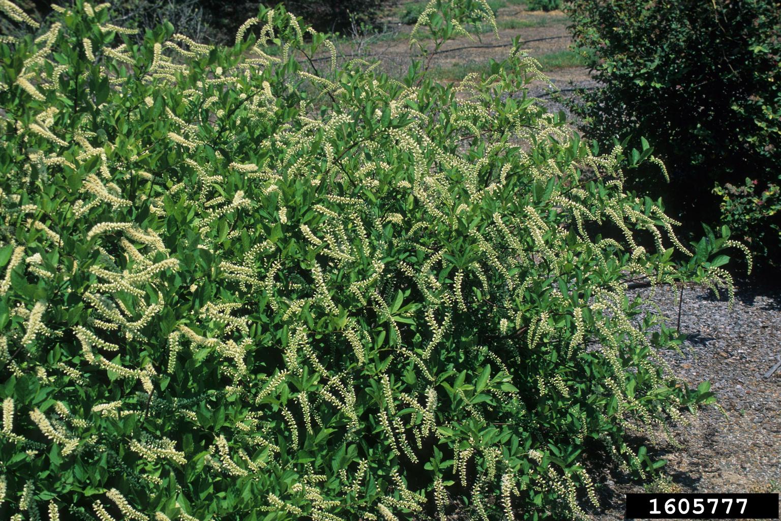 Virginia sweetspire (Itea virginica)